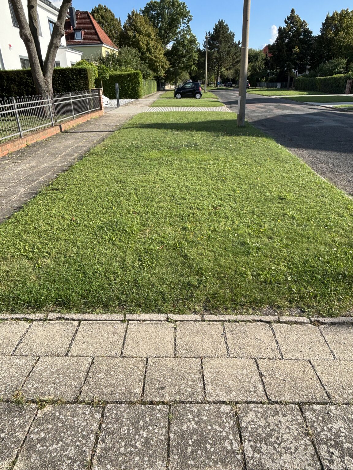 Rasen Zu Kurz Gemäht